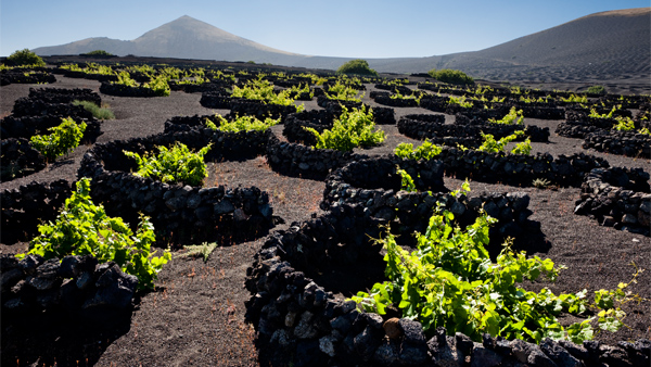 Queen Anne | Canary Islands Celebration Voyage | Deal | Costco Travel